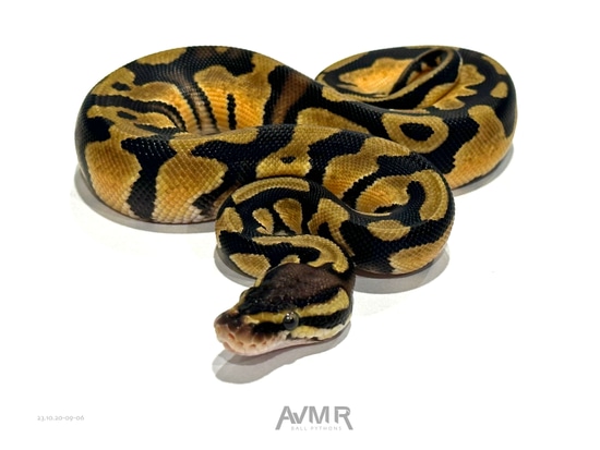 OD Pastel Het Desert Ghost Het Sunset Ball Python by AVM Reptiles LLC