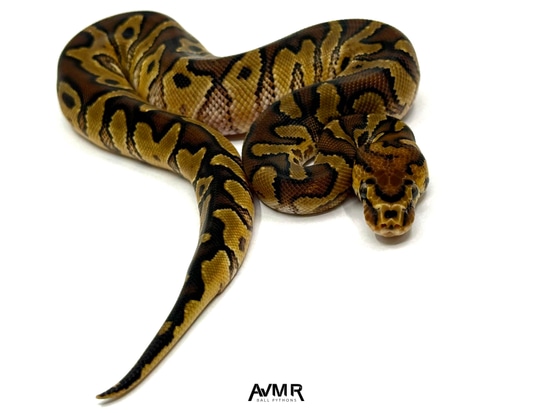 Enchi Hurricane Clown Het DG Ball Python by AVM Reptiles LLC