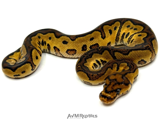 Red Stripe Yellow Belly Clown Ball Python by AVM Reptiles LLC