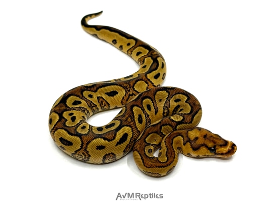 Red Stripe Yellow Belly Clown Het Desert Ghost Ball Python by AVM ...