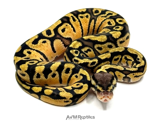 Pastel Double Het Clown Desert Ghost Ball Python by AVM Reptiles LLC