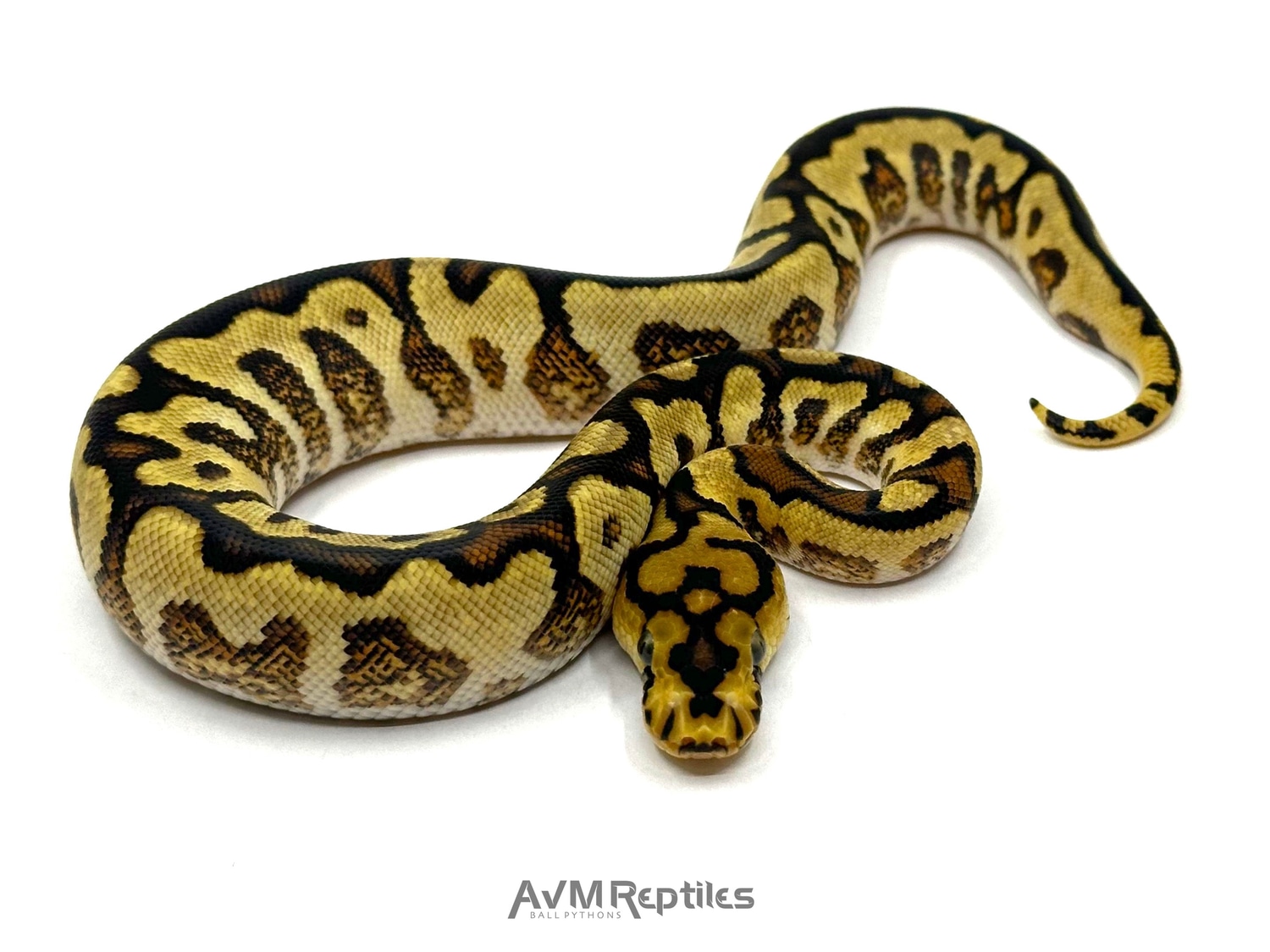Enchi Spotnose Yellow Belly Clown Het Desert Ghost