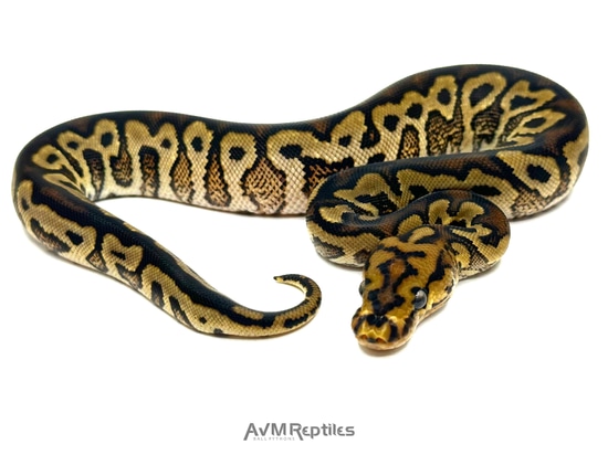 Black Pastel Spotnose Red Stripe Clown Ball Python by AVM Reptiles LLC