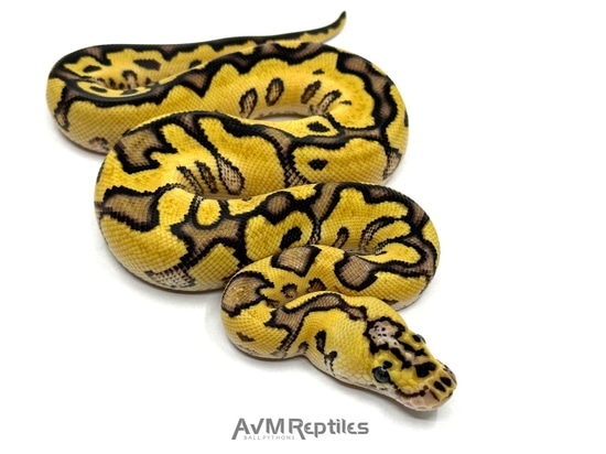 Enchi Hurricane Pastel Clown Ball Python by AVM Reptiles LLC
