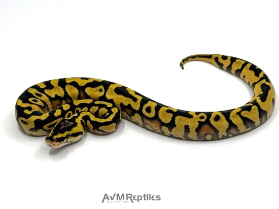 Enchi Hurricane Pastel Yellow Belly Het Clown Ball Python by AVM ...