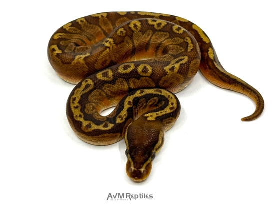 Sunset Ball Python by AVM Reptiles LLC