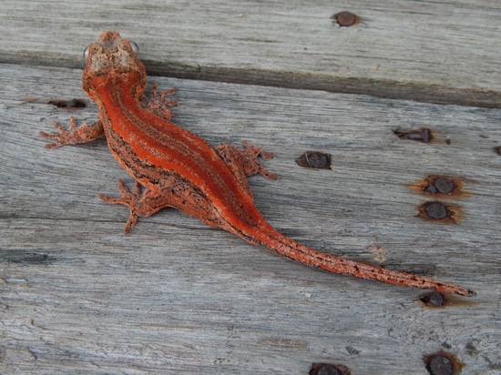 Red Base Red Stripe Female Gargoyle Gecko by Rhachouse