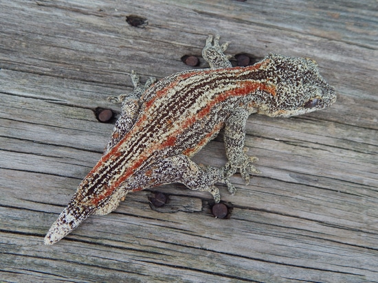 2016 Phantom Eye Empty Back Stripe Gargoyle Gecko by Rhachouse