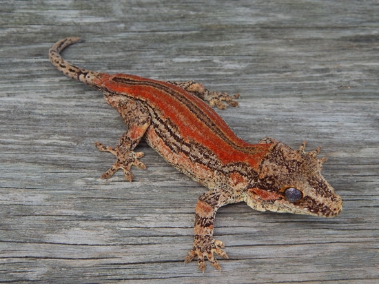 Phantom Eye Gargoyle Gecko by Rhachouse