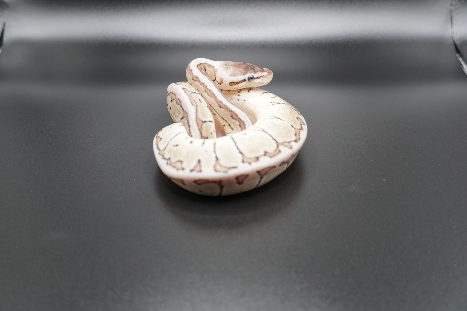 Pastel Kingpin Vpi Axanthic Ball Python by Anomaly Genetics - MorphMarket