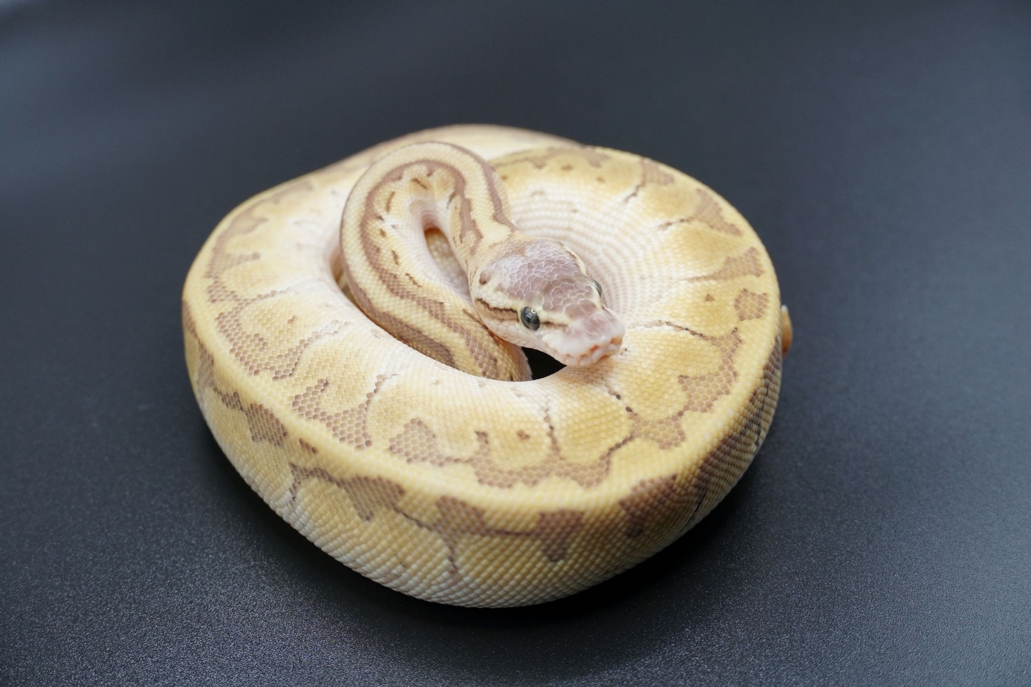 Pastel Kingpin Het Axanthic Ball Python by Anomaly Genetics - MorphMarket