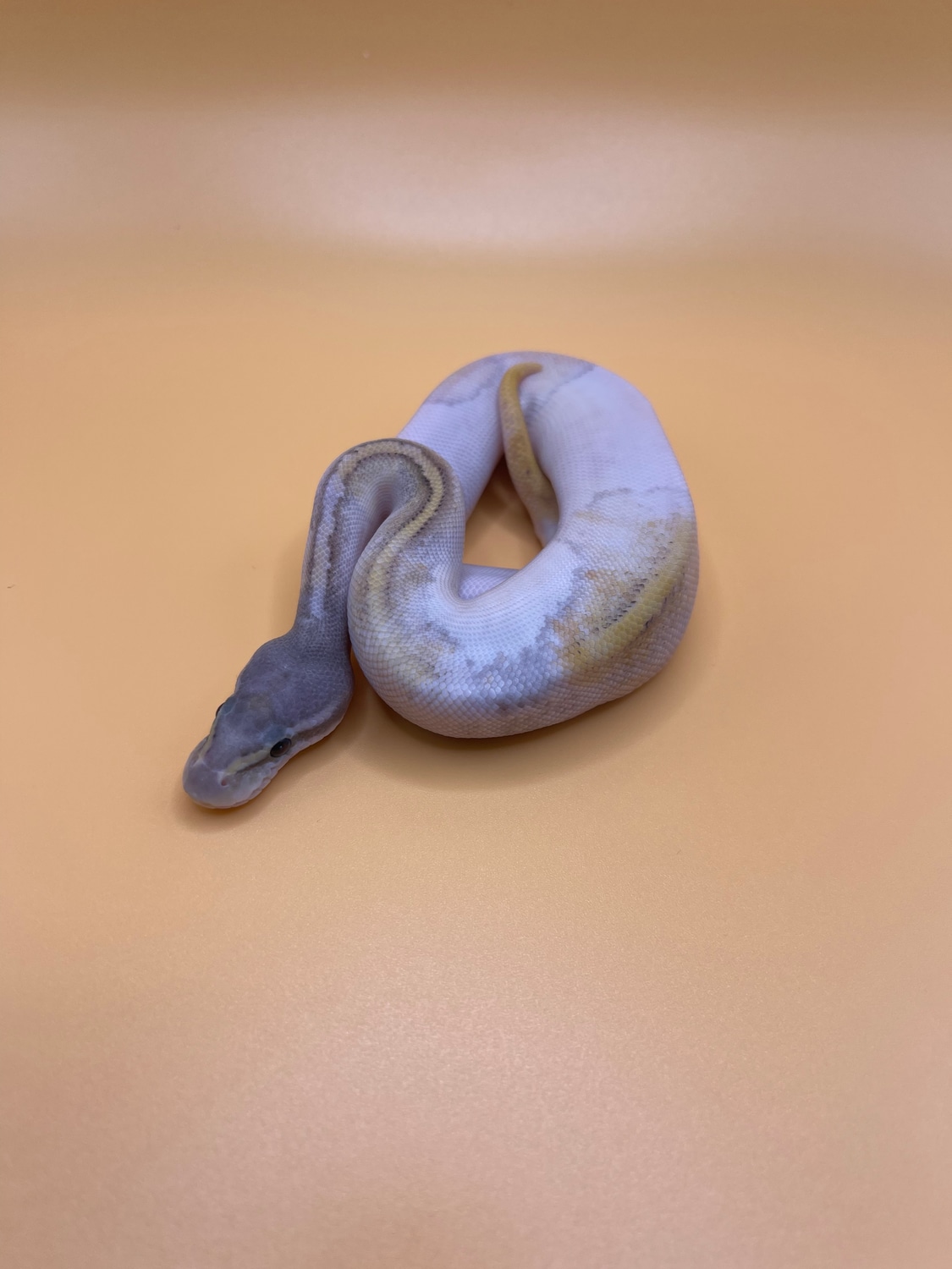 Black Pewter Hypo Pied Ball Python by Anomaly Genetics - MorphMarket