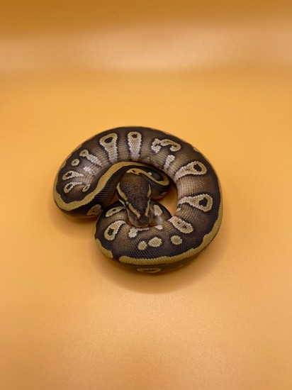 Vesper Mojave Yellowbelly Het Pied Ball Python by Anomaly Genetics
