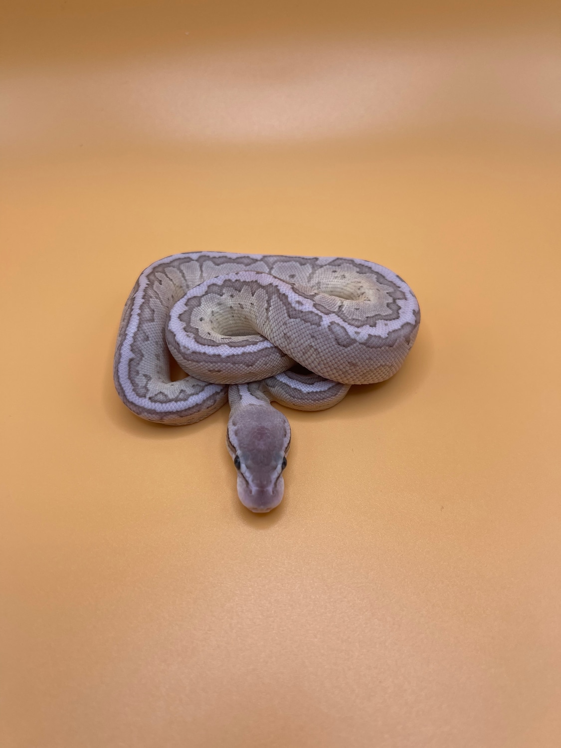 Super Pastel Pinstripe Lesser Vpi Axanthic Ball Python by Anomaly ...