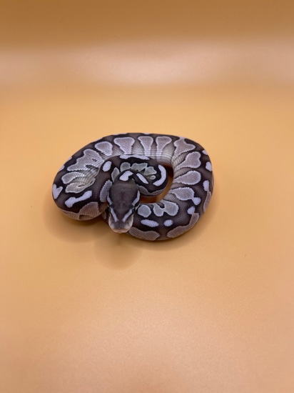 Lesser Vpi Axanthic Ball Python by Anomaly Genetics