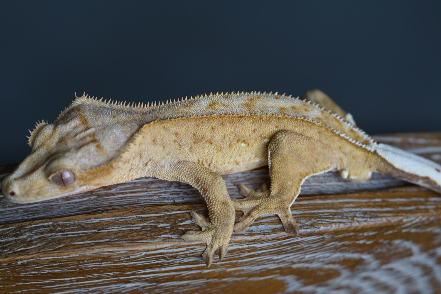 Orange Phantom Crested Gecko by RhacsEtc. - MorphMarket