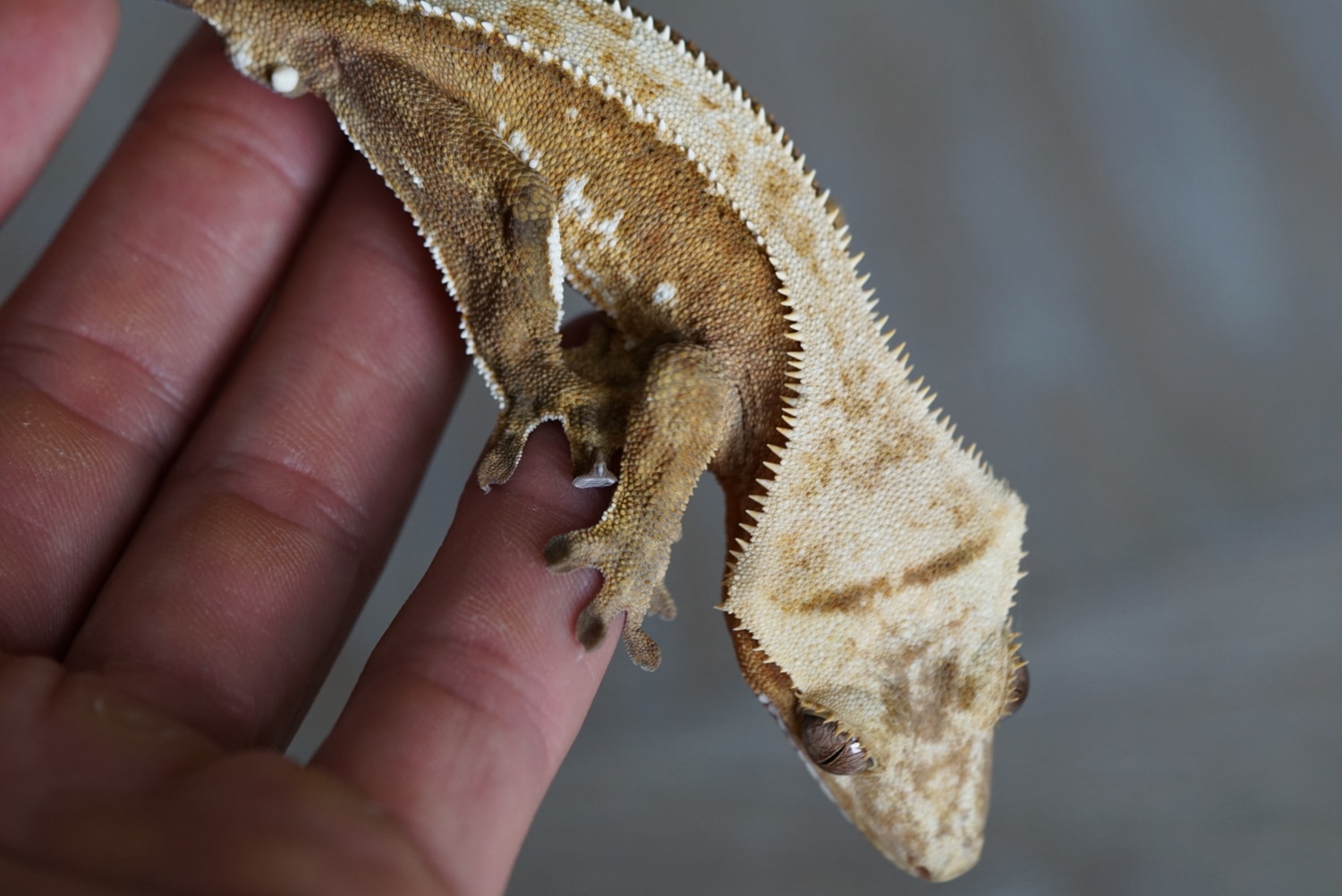 Orange Pinstripe Crested Gecko by RhacsEtc. - MorphMarket