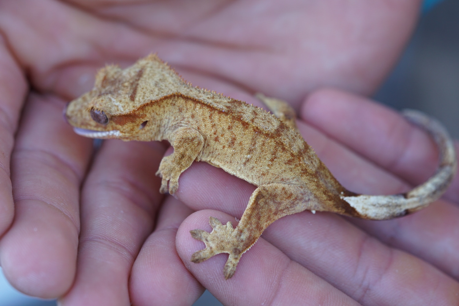 Orange Tiger Crested Gecko by RhacsEtc. - MorphMarket