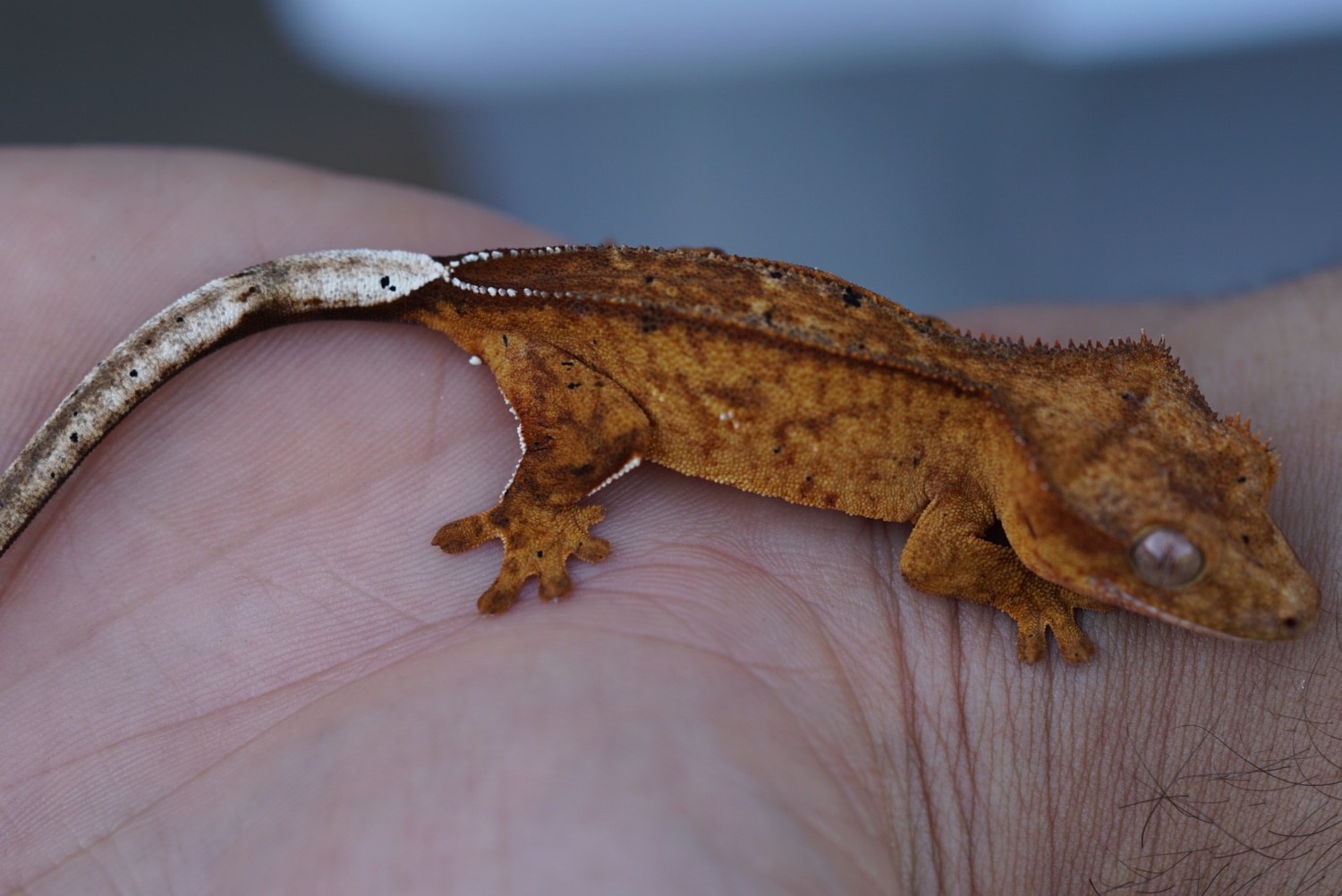 Orange Phantom Probable Female Crested Gecko by RhacsEtc. - MorphMarket