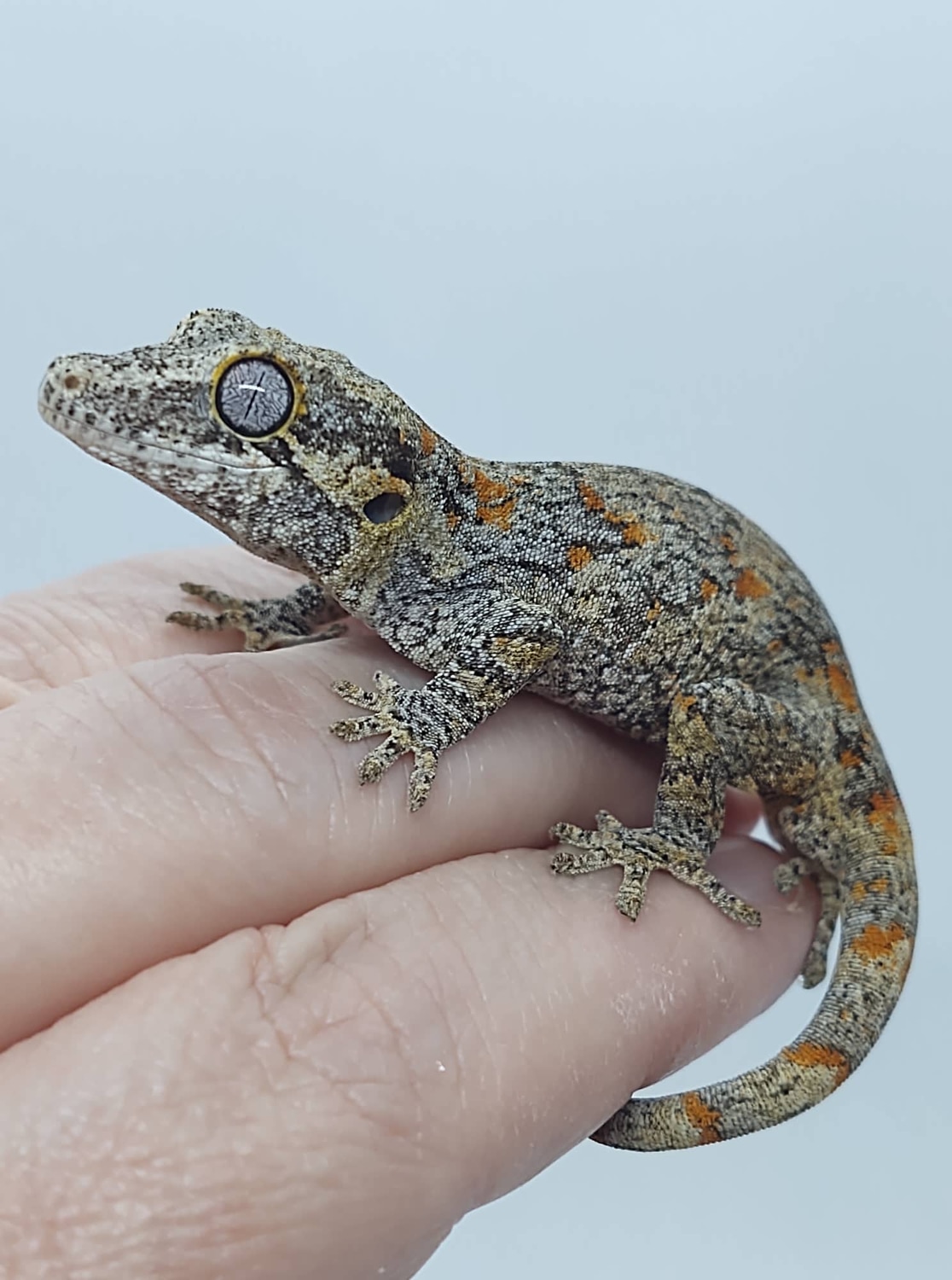 Orange Blotched Gargoyle Gecko by Rhac's On Geckovania - MorphMarket