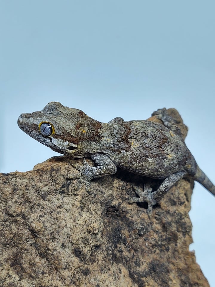 Reticulated Banded Gargoyle Gargoyle Gecko by Rhac's On Geckovania ...