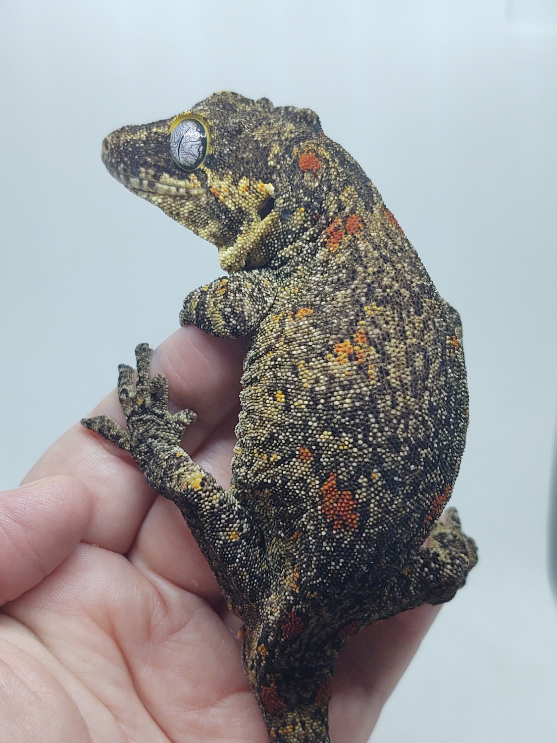 Reticulated Blotch Gargoyle Gecko by Rhac's On Geckovania - MorphMarket