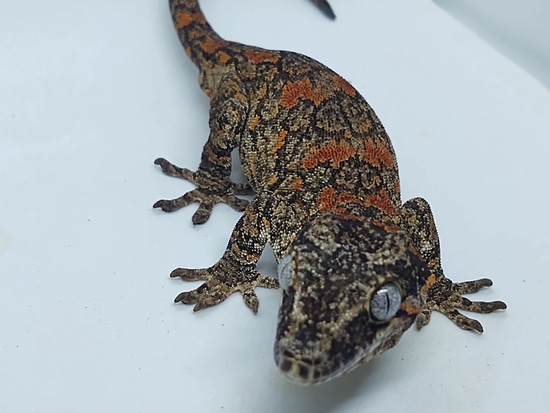 Bruni Gargoyle Gecko by Rhac's On Geckovania