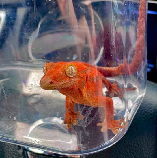 Hybrid (Crested X Chahoua) Crested Gecko by Rhacs to Riches