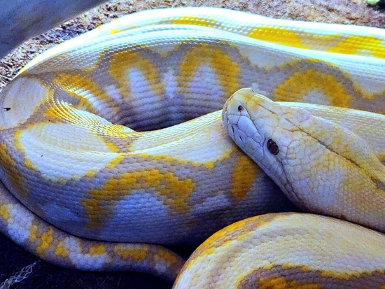 Purple Albino Reticulated Python by Rhacs to Riches