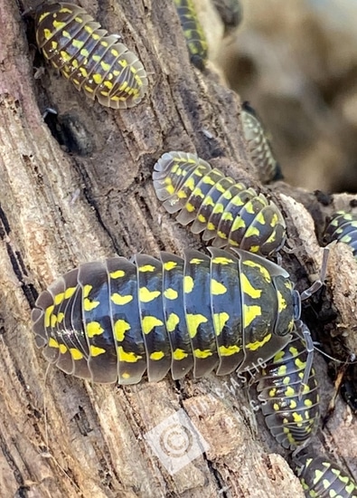 10+ Armadillidium Gestroi Isopod by Rhactastic Rhacs