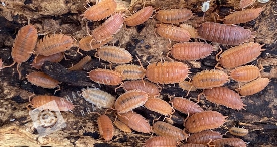 10 Spanish Orange Isopod by Rhactastic Rhacs