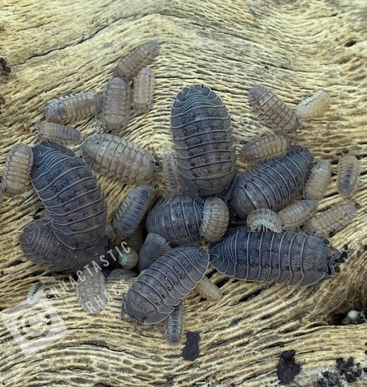 10 Armadillidium Peraccae Isopod by Rhactastic Rhacs