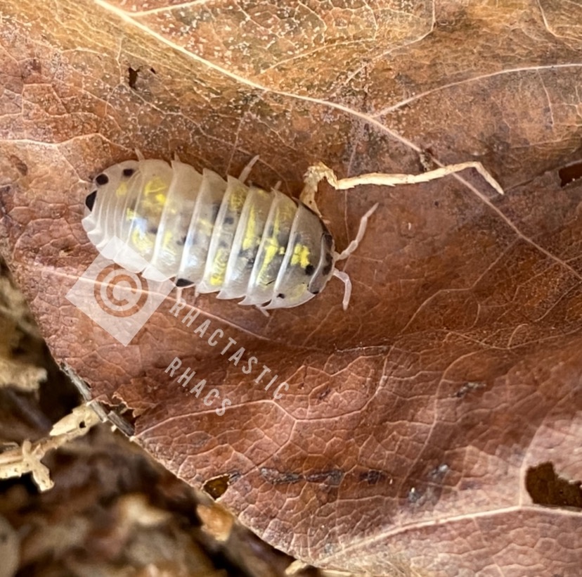 10 Magic Potion Vulgare American Line Isopod by Rhactastic Rhacs ...