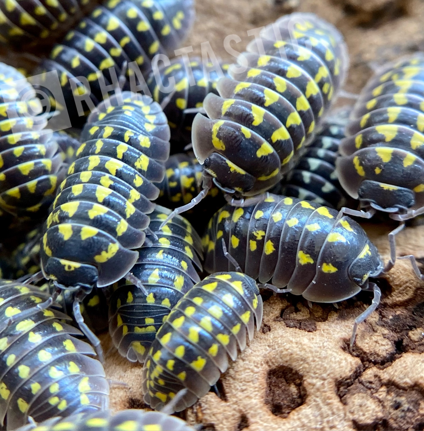 10 Armadillidium Gestroi Isopod by Rhactastic Rhacs - MorphMarket