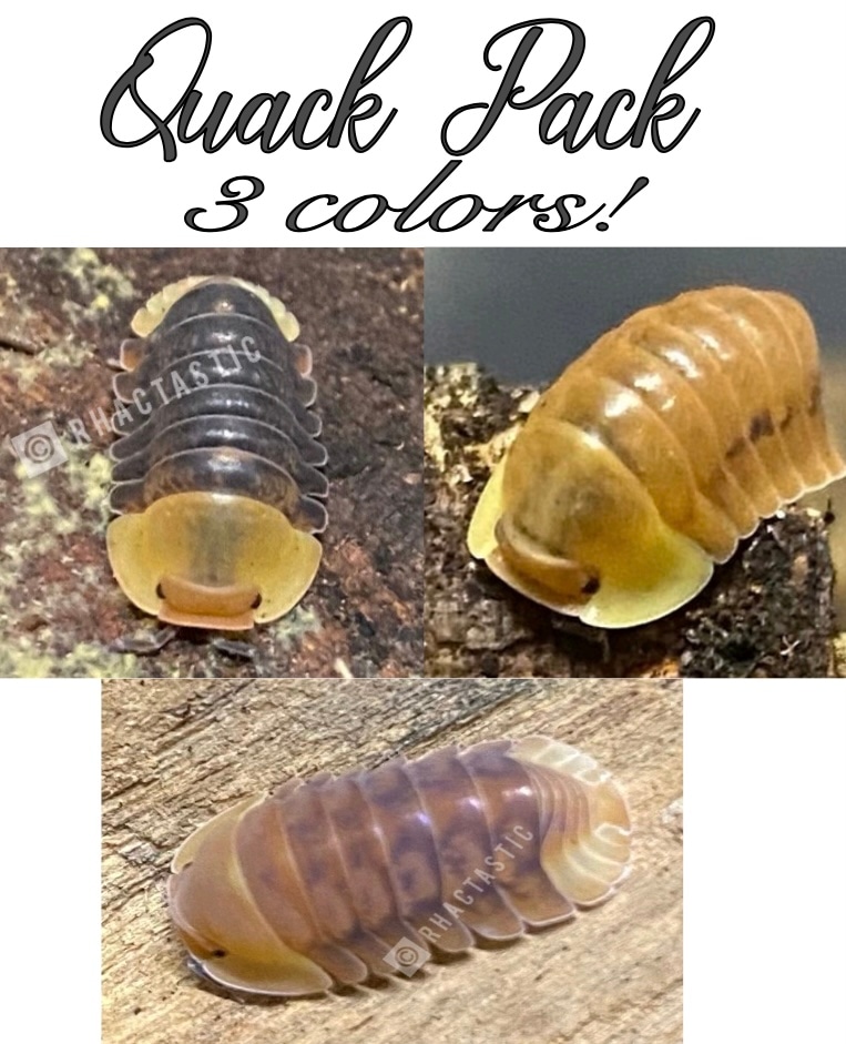 12 Mix Color Rubbery Ducky Pack Isopod by Rhactastic Rhacs - MorphMarket