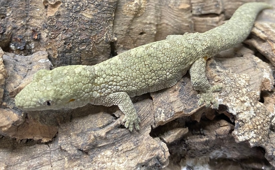 Eurydactylodes Occidentalis Chameleon Gecko by Rhactastic Rhacs