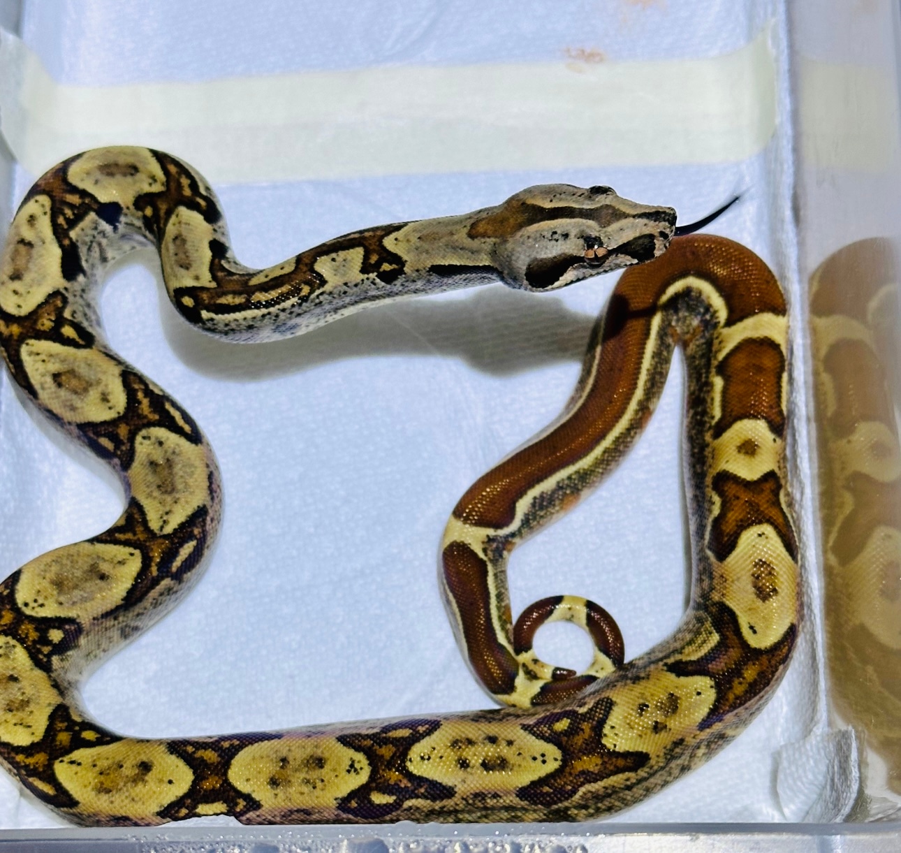 Hypo IMG Jungle Het Type 1 Anery 66% Het Kahl Albino Boa Constrictor by ...