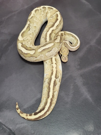 Disco Fire Ball Python by MaxMorphs