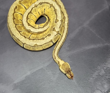 Highway Leopard Enchi Pos Pied Pos Blackhead Ball Python by MaxMorphs ...