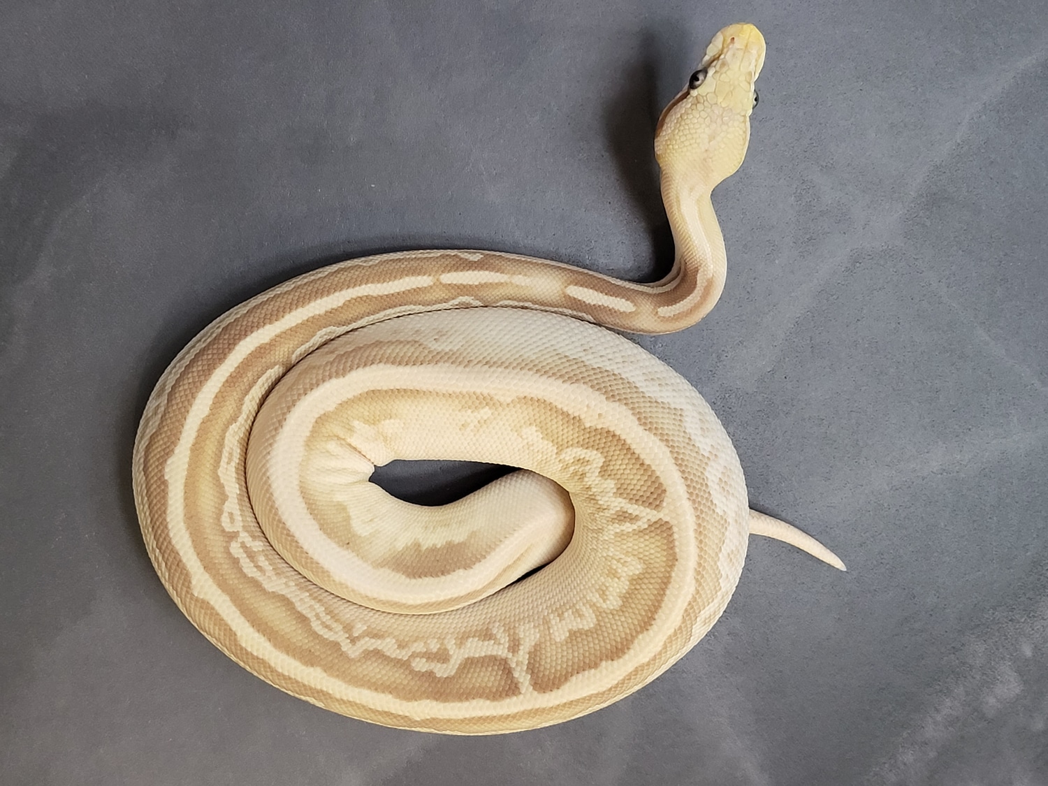 Super Pastel Leopard Banana Mojave YB 50% Hypo 66% Pied Ball Python by ...