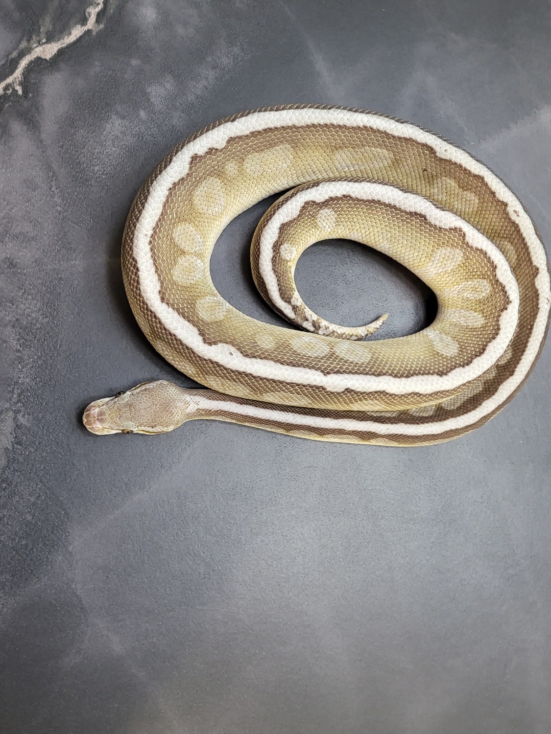 Pastel Soul Sucker Ghi YB Ball Python by MaxMorphs - MorphMarket
