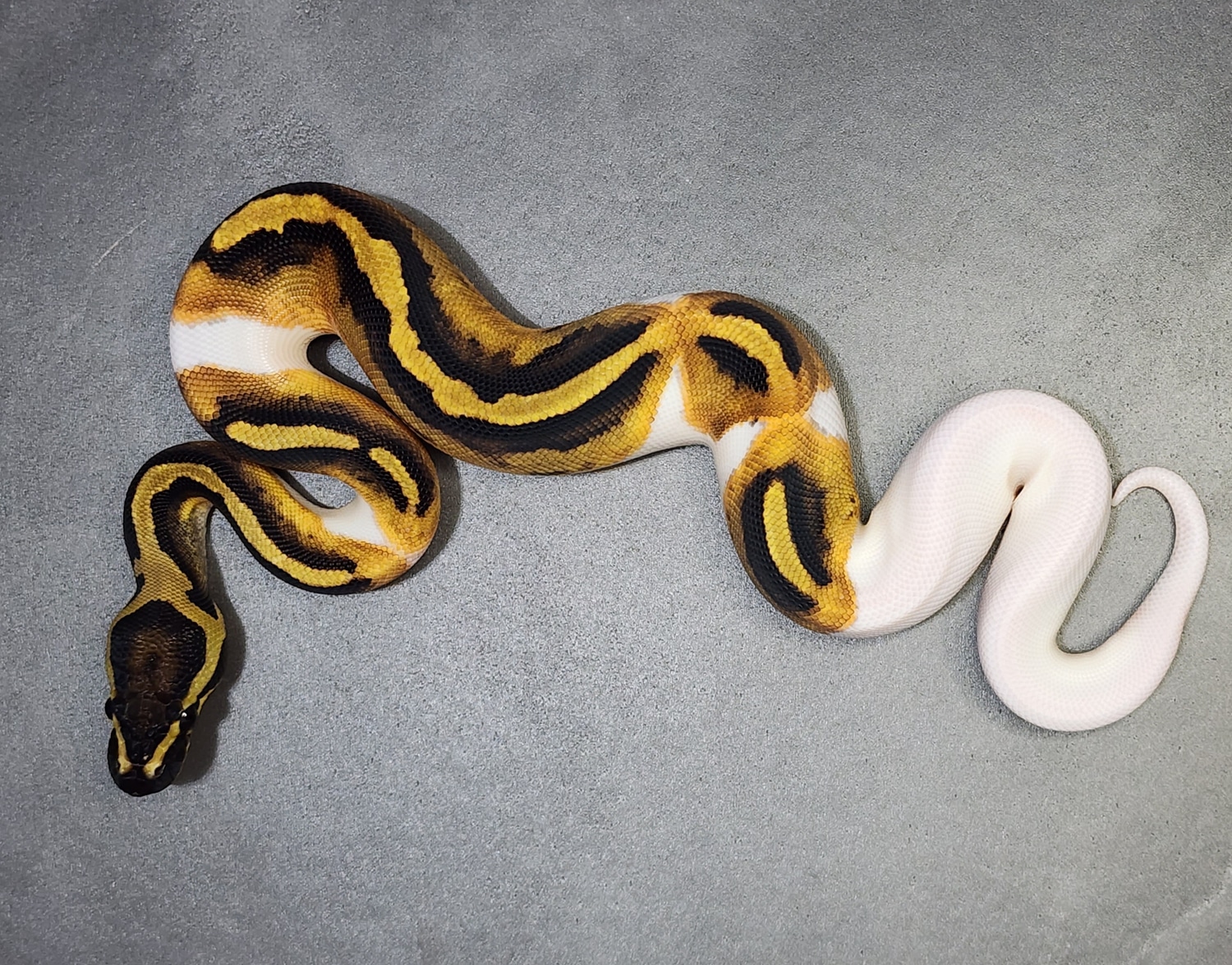 Pied 66% VPI Axanthic Ball Python by MaxMorphs - MorphMarket