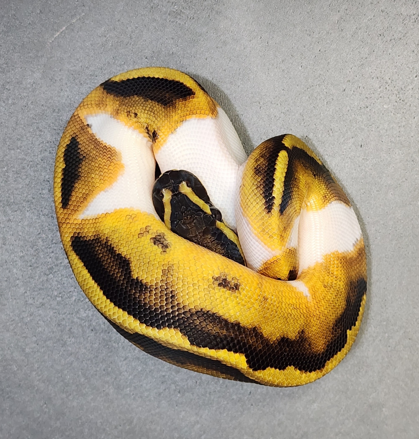 Pied 66% VPI Axanthic Ball Python by MaxMorphs - MorphMarket