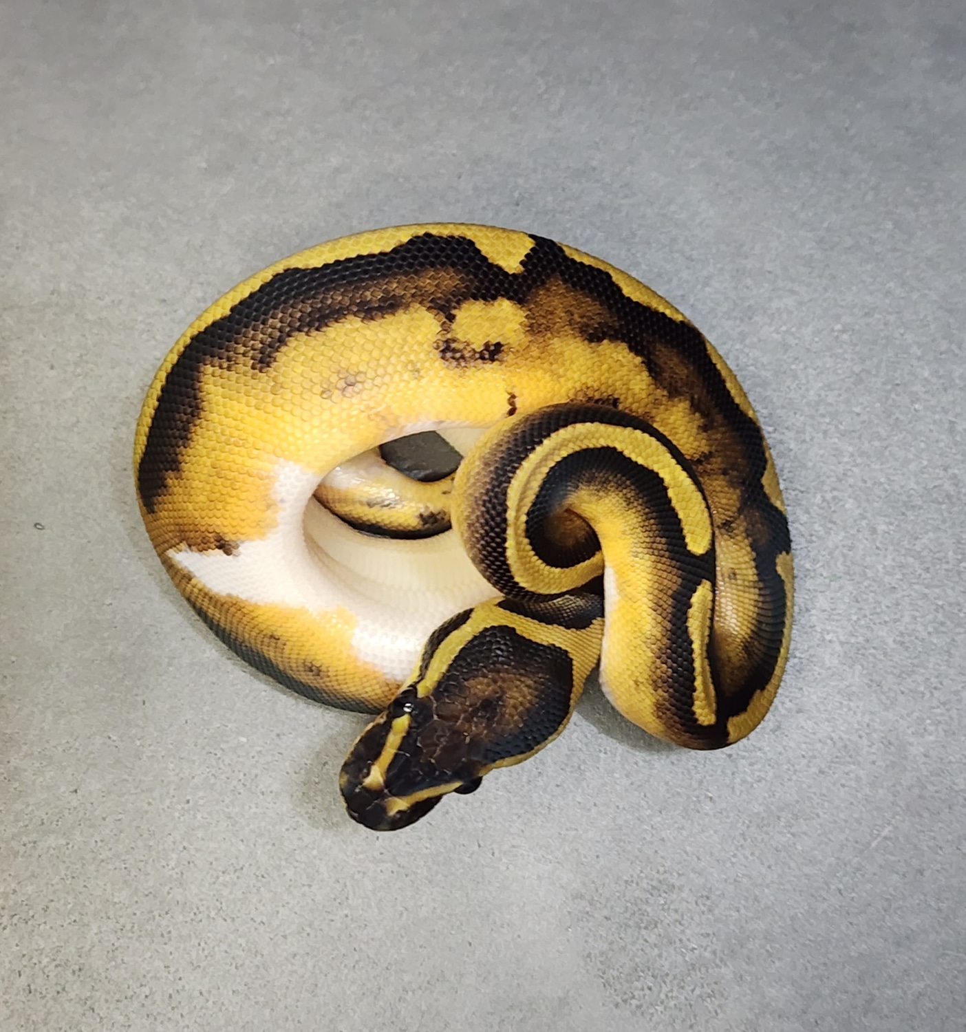 Pied 66% VPI Axanthic Ball Python by MaxMorphs - MorphMarket