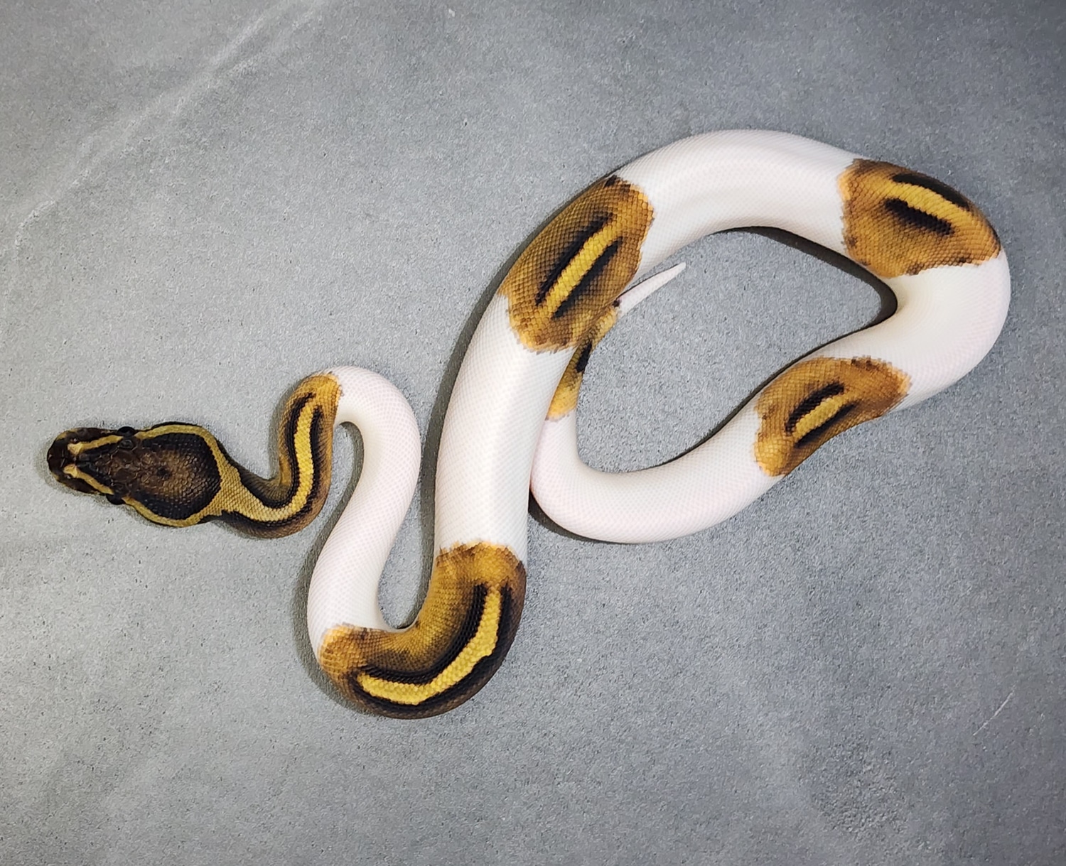 Pied 66% VPI Axanthic Ball Python by MaxMorphs - MorphMarket