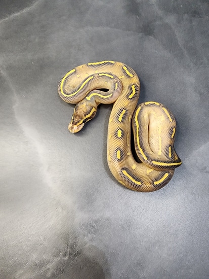 Highway 66% Het Pied Ball Python by MaxMorphs
