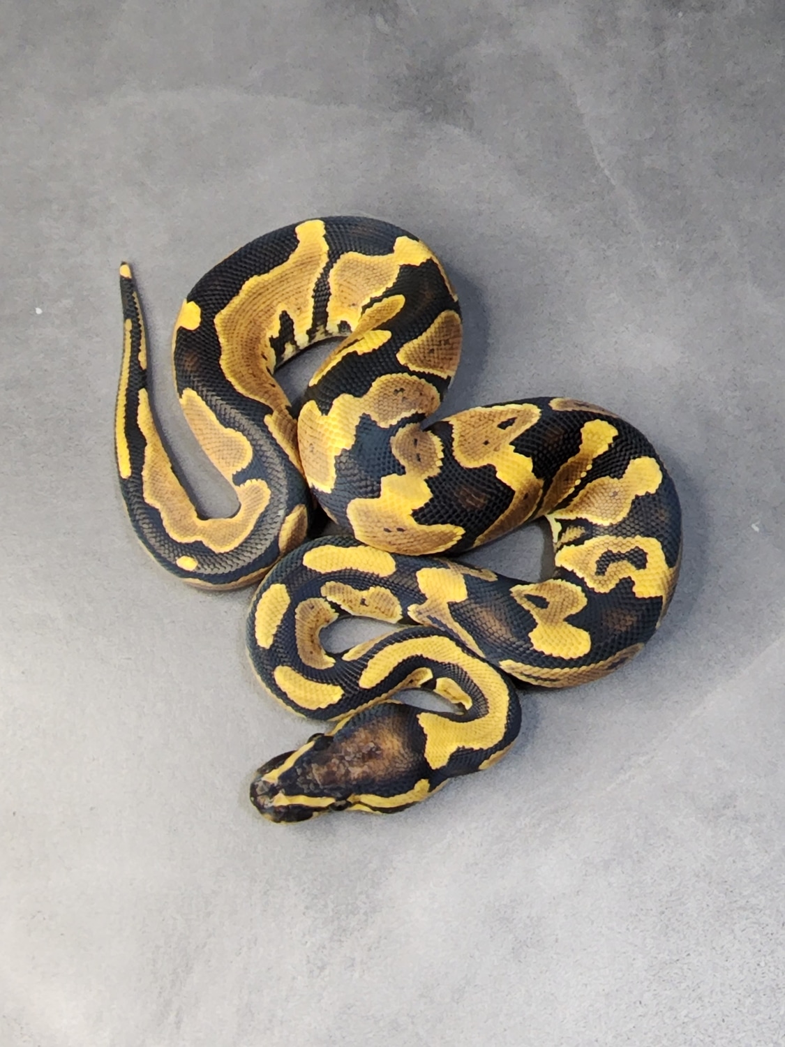 Het Pied 66% VPI Axanthic Ball Python by MaxMorphs - MorphMarket
