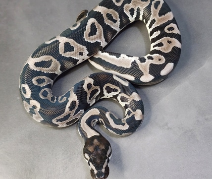 Vpi Axanthic Pied Leopard Ball Python by MaxMorphs - MorphMarket
