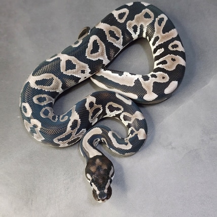 Highway Leopard Enchi Pos Pied Pos Blackhead Ball Python by MaxMorphs ...