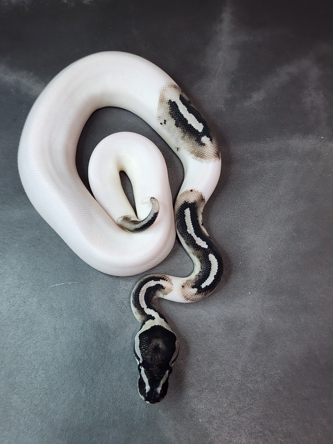 Vpi Axanthic Pied Leopard Ball Python by MaxMorphs - MorphMarket